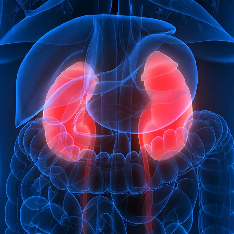 Kidney Bioregulator | Promethean Bioregulators