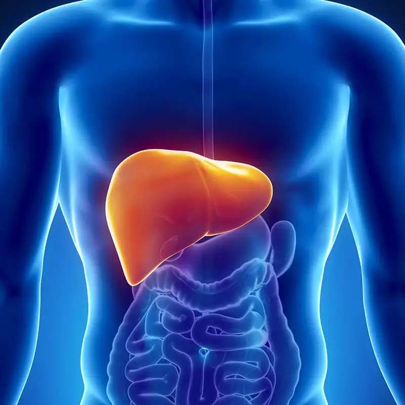 Liver Bioregulator | Promethean Bioregulators