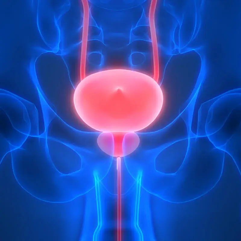 Prostate Bioregulator | Promethean Bioregulators