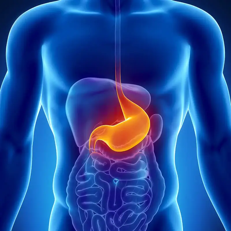 Stomach Bioregulator | Promethean Bioregulators
