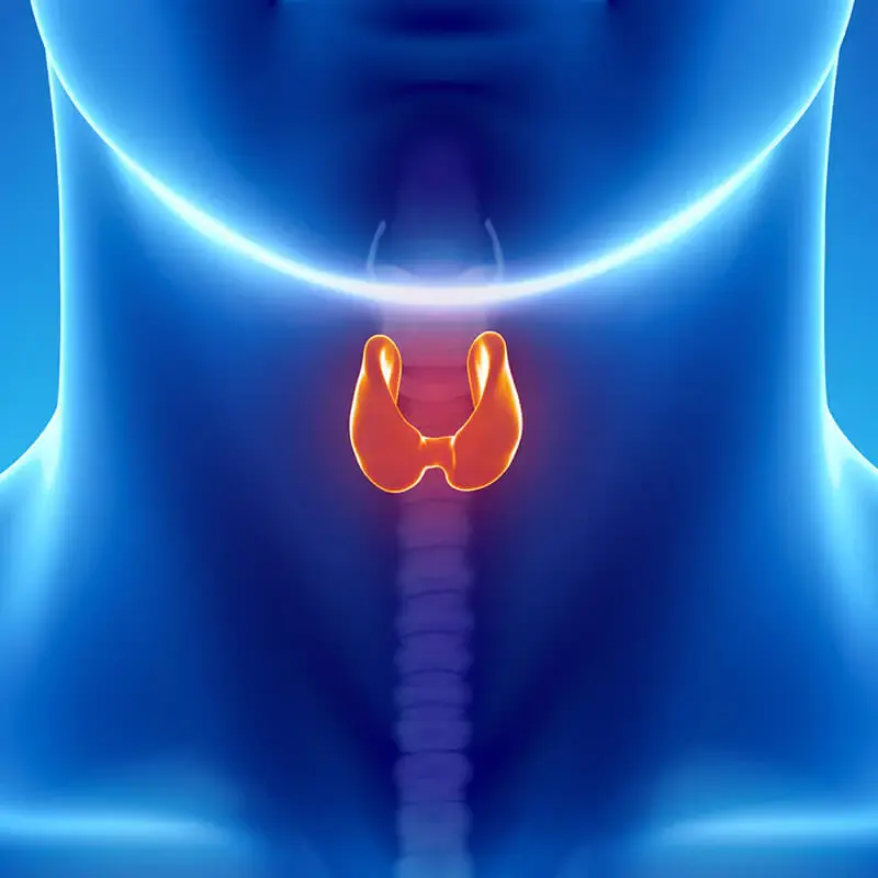Thyroid Bioregulator | Promethean Bioregulators
